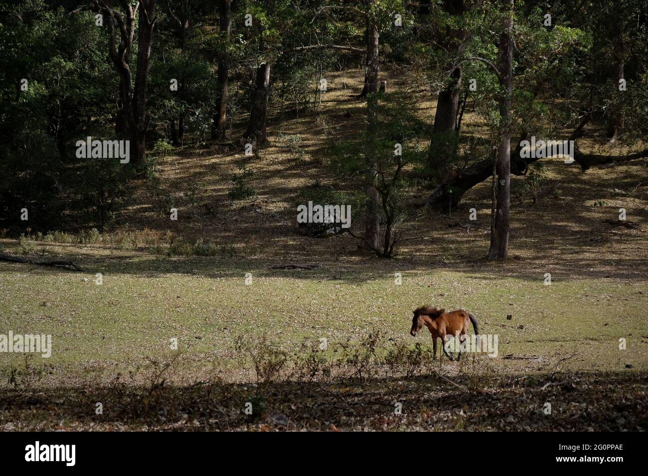 Timor Horse High Resolution Stock Photography and Images - Alamy