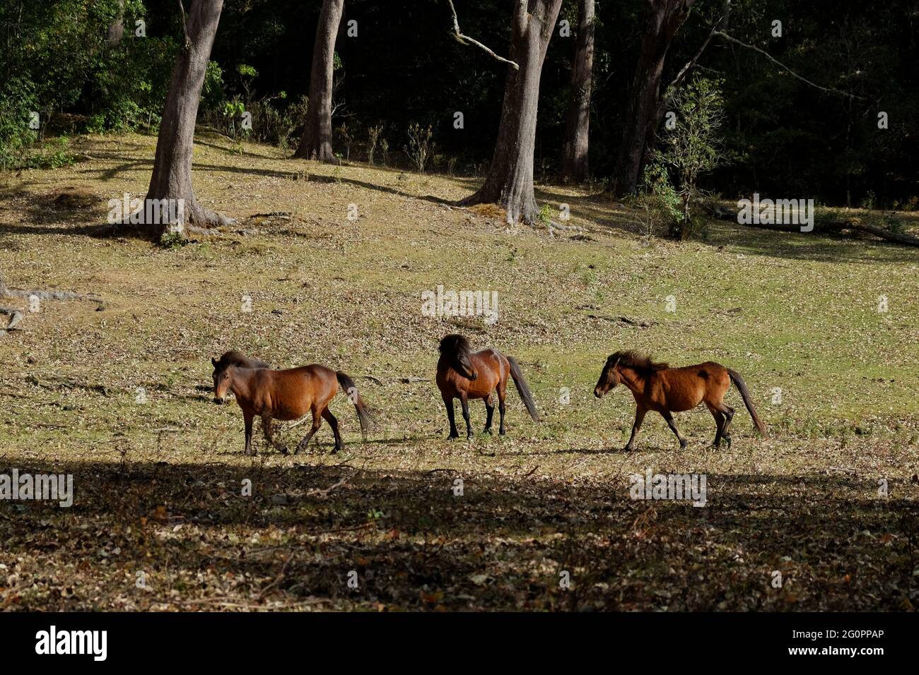 Ponies walking on a grassland at the foot of Mount Mutis near Fatumnasi ...