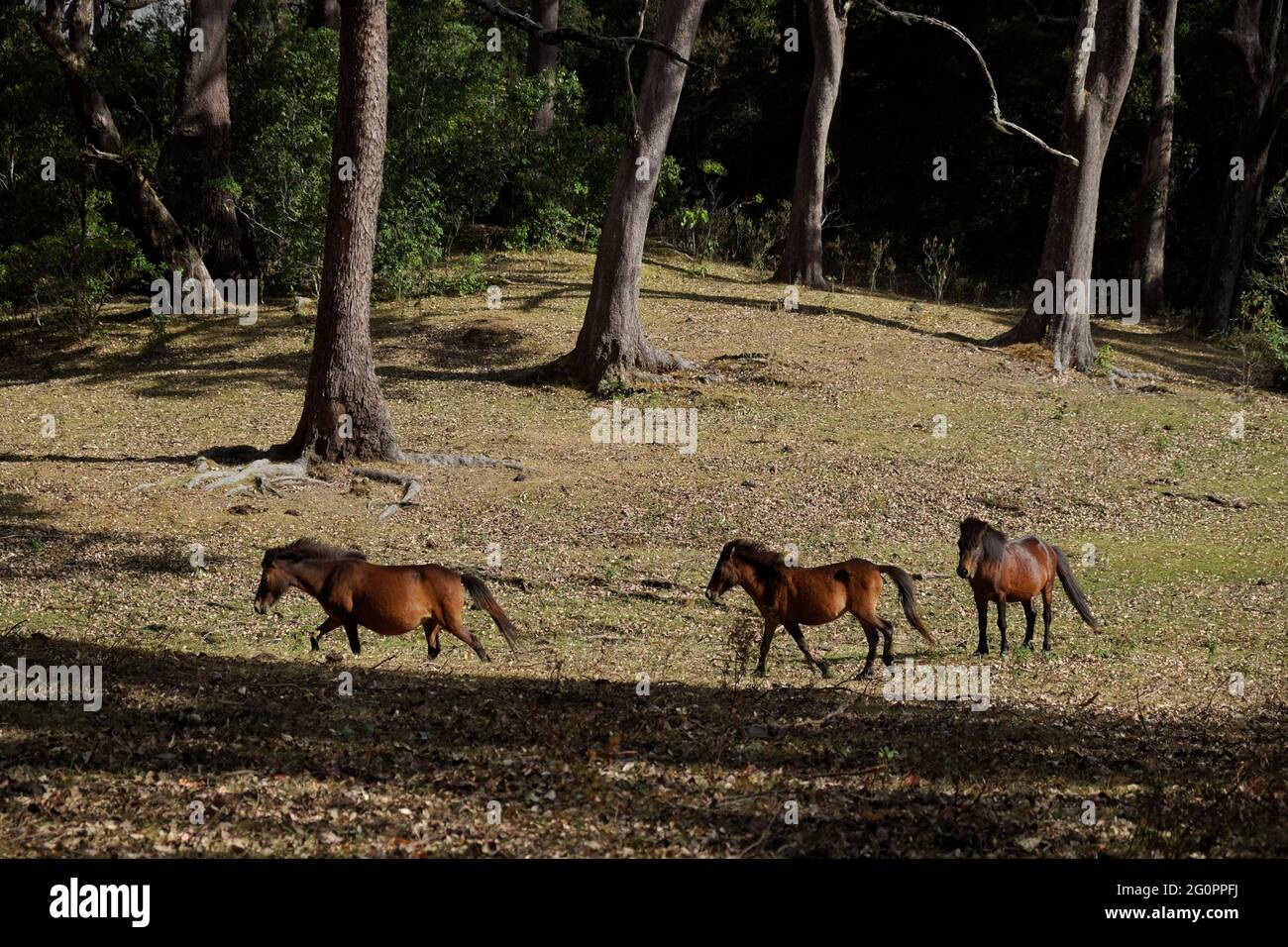 Rural timor ponies hi-res stock photography and images - Alamy