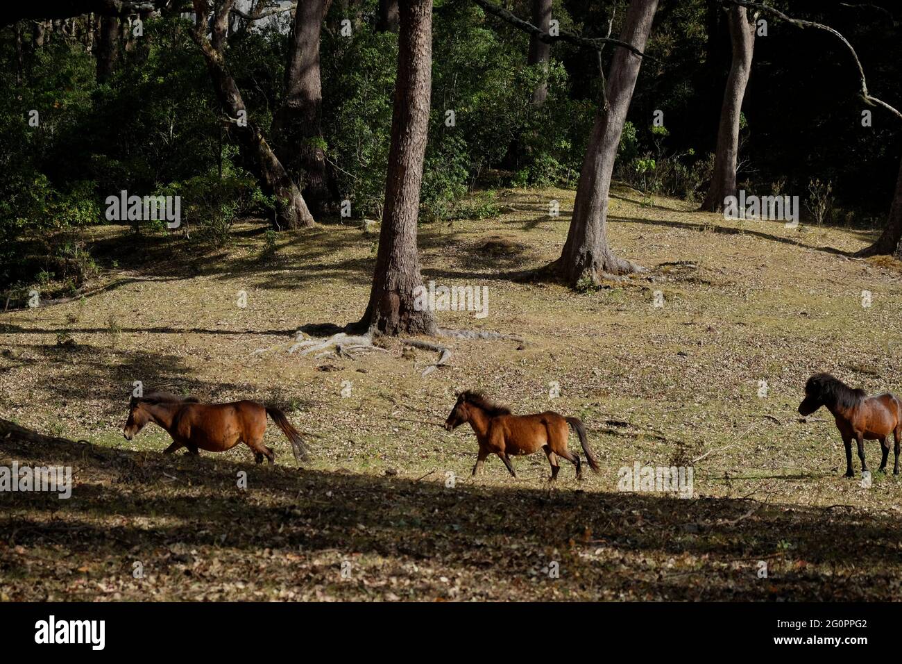 Rural timor ponies hi-res stock photography and images - Alamy