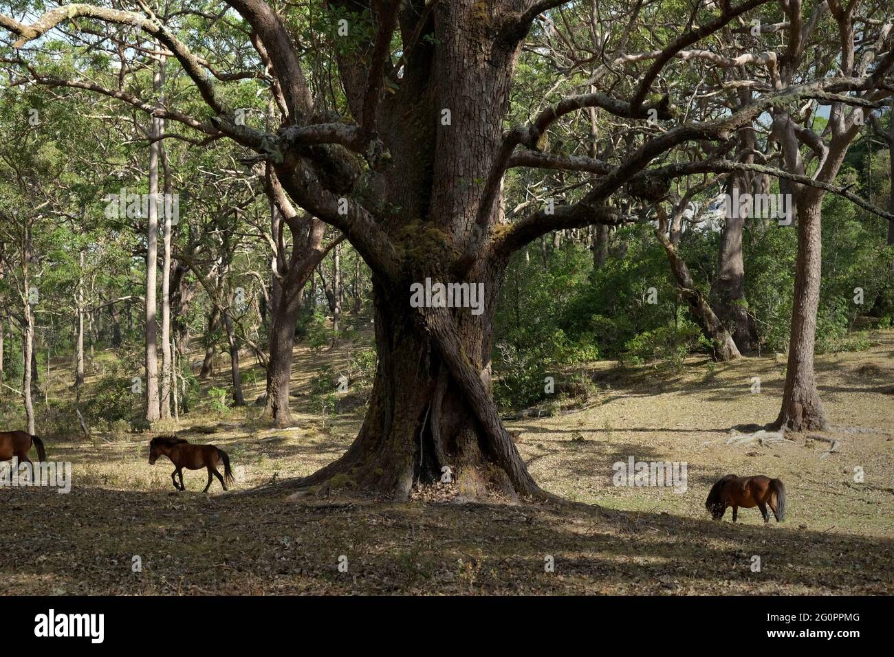 Timor horse hi-res stock photography and images - Alamy