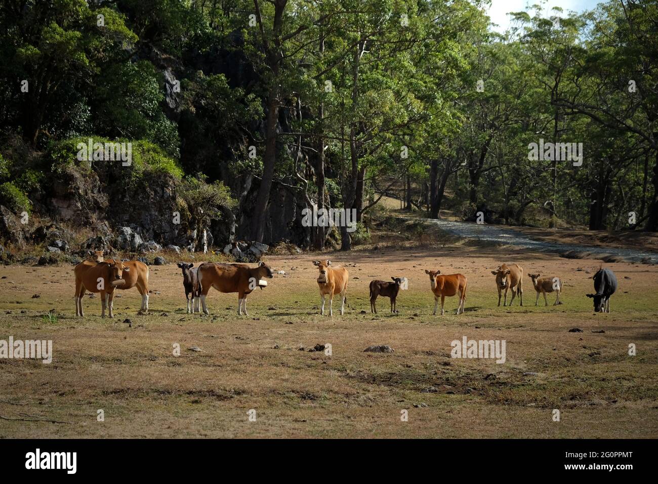 Cattle on a pasture at the foot of Mount Mutis near Fatumnasi village ...