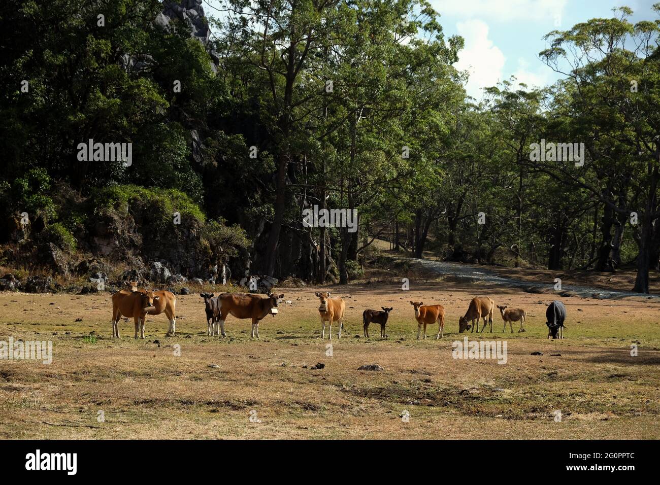 Cattle on a pasture at the foot of Mount Mutis near Fatumnasi village ...
