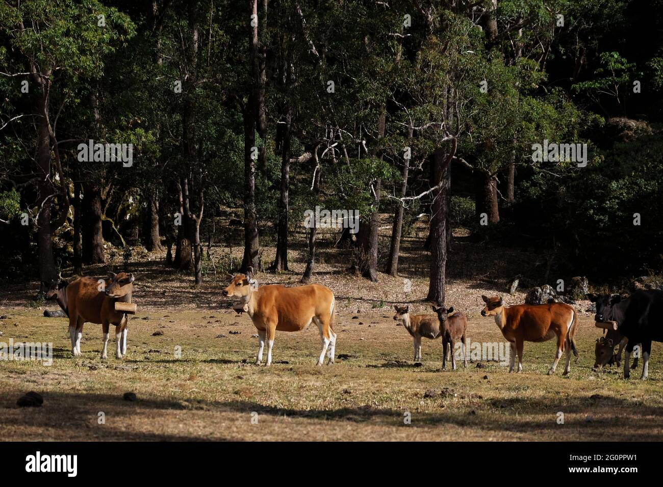 Cattle on a pasture at the foot of Mount Mutis near Fatumnasi village ...