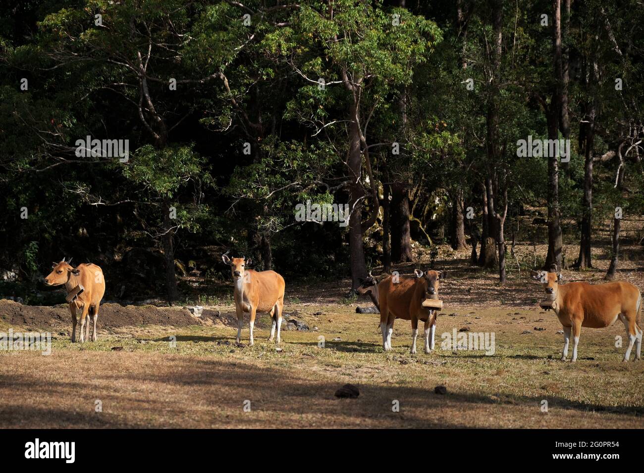 Cattle on a pasture at the foot of Mount Mutis near Fatumnasi village ...