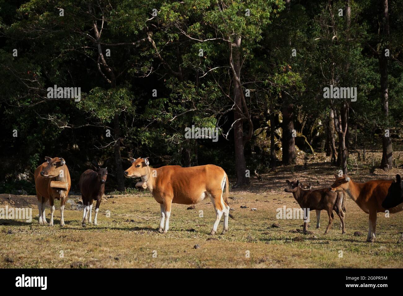 Mount mutis hi-res stock photography and images - Alamy