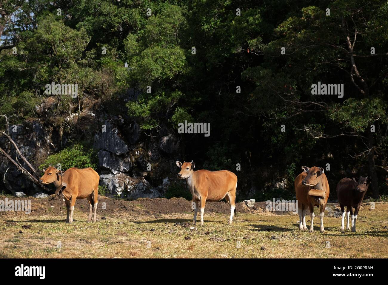 Cattle on a pasture at the foot of Mount Mutis near Fatumnasi village ...