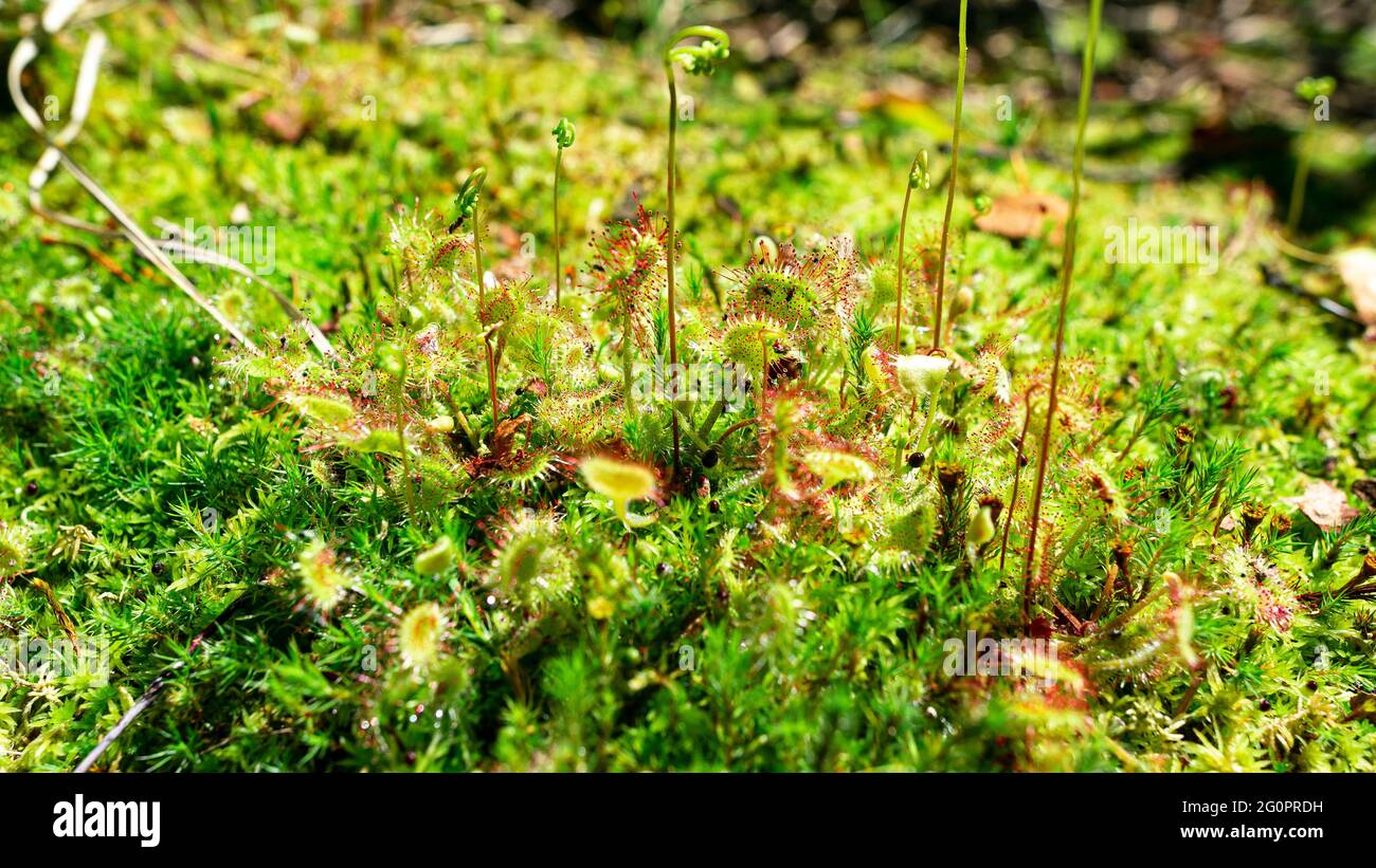 Bright green-red predatory plant Drosera rotundifolia among moss Stock ...