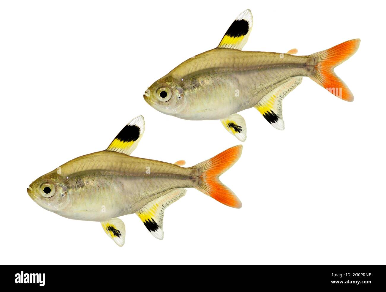 Pristella tetra Cut Out Stock Images & Pictures - Alamy