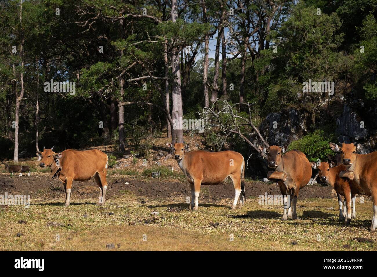 Cattle on a pasture at the foot of Mount Mutis near Fatumnasi village ...