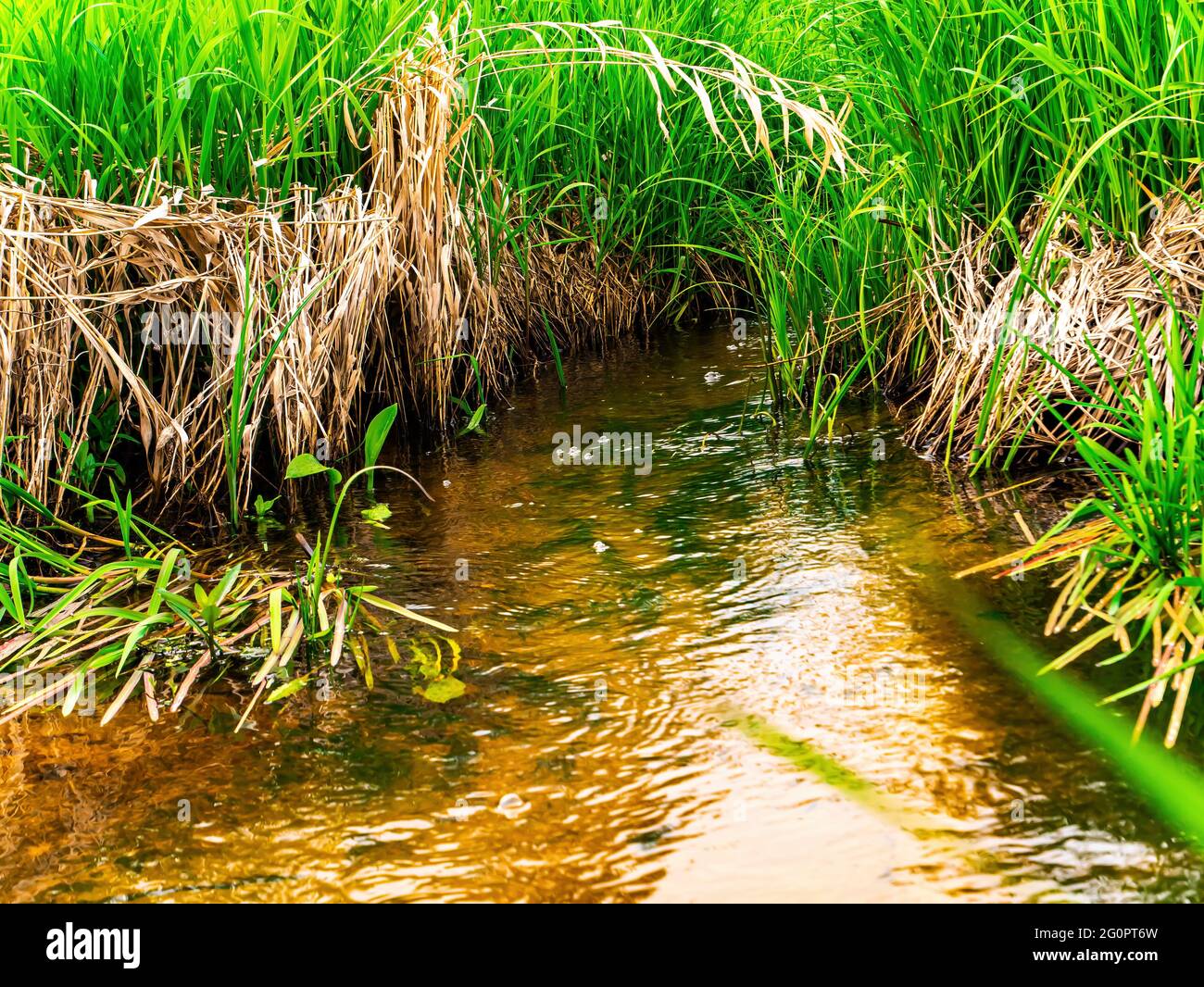 Spring stream of river water with green grassy shore. Freshwater river ...