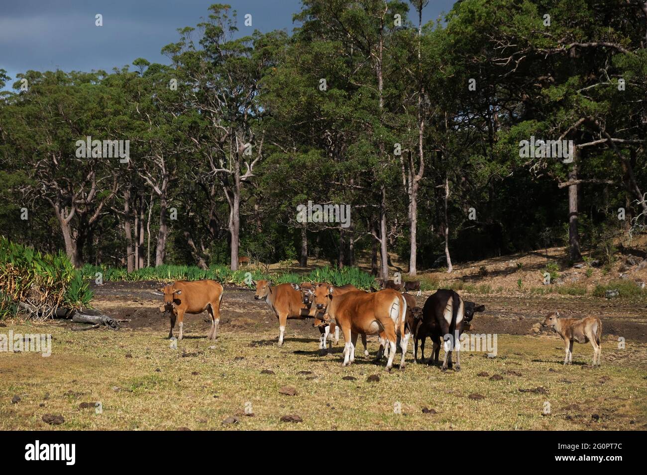 Cattle on a pasture at the foot of Mount Mutis near Fatumnasi village ...