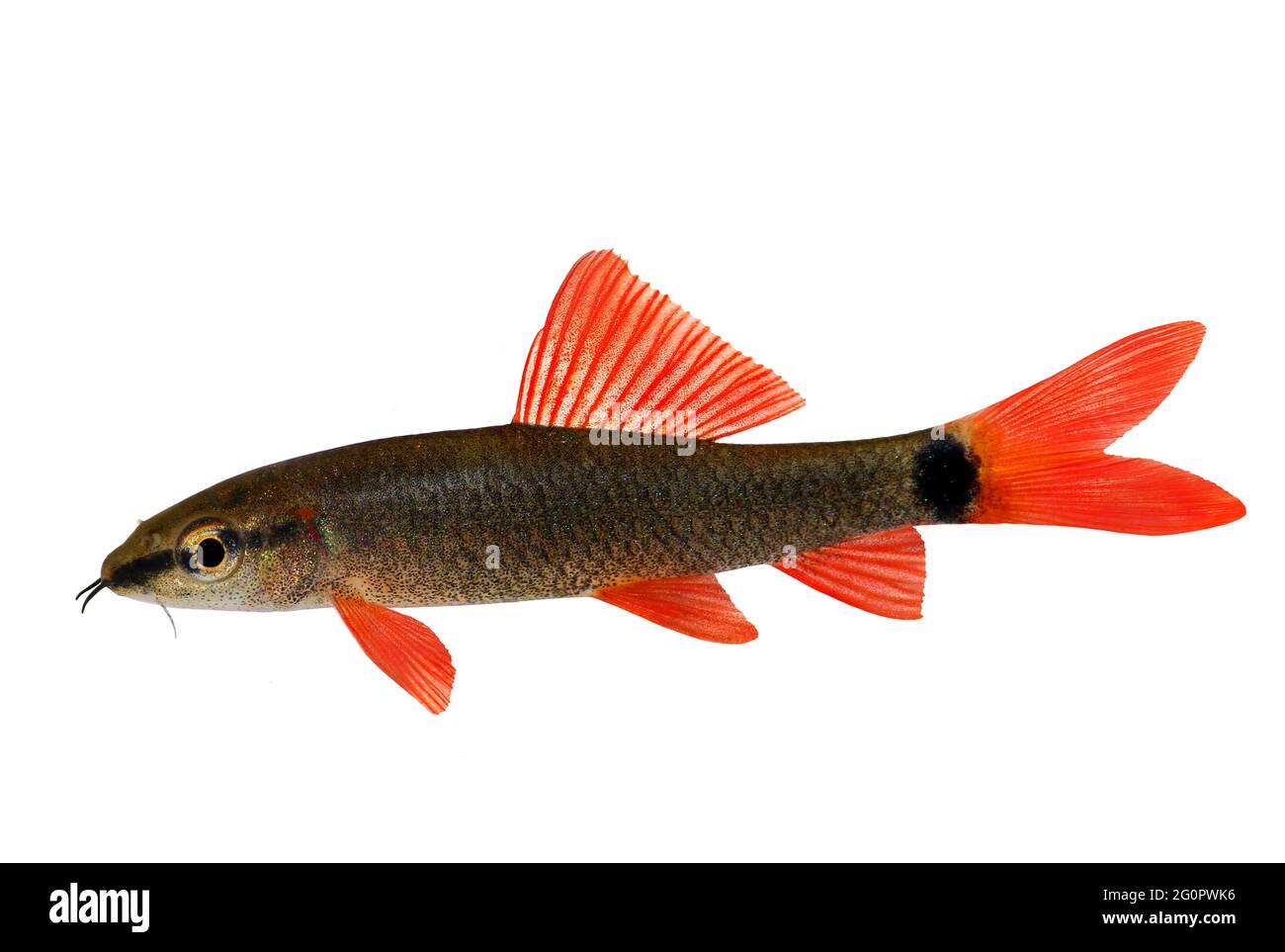 Rainbow shark catfish Epalzeorhynchos frenatum aquarium fish isolated ...