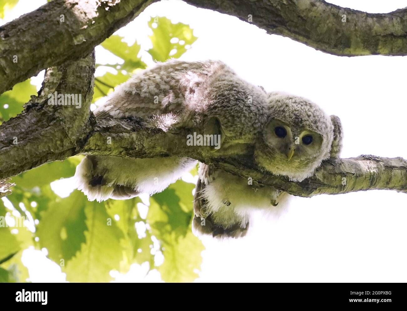 Hokkaido, Japan, June 2, 2021.Ural owl chicks perch on a tree in the ...