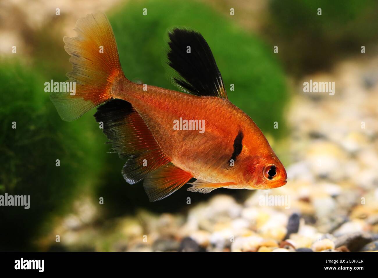 Long Finned Serpae Tetra Barb Hyphessobrycon eques aquarium fish Stock ...