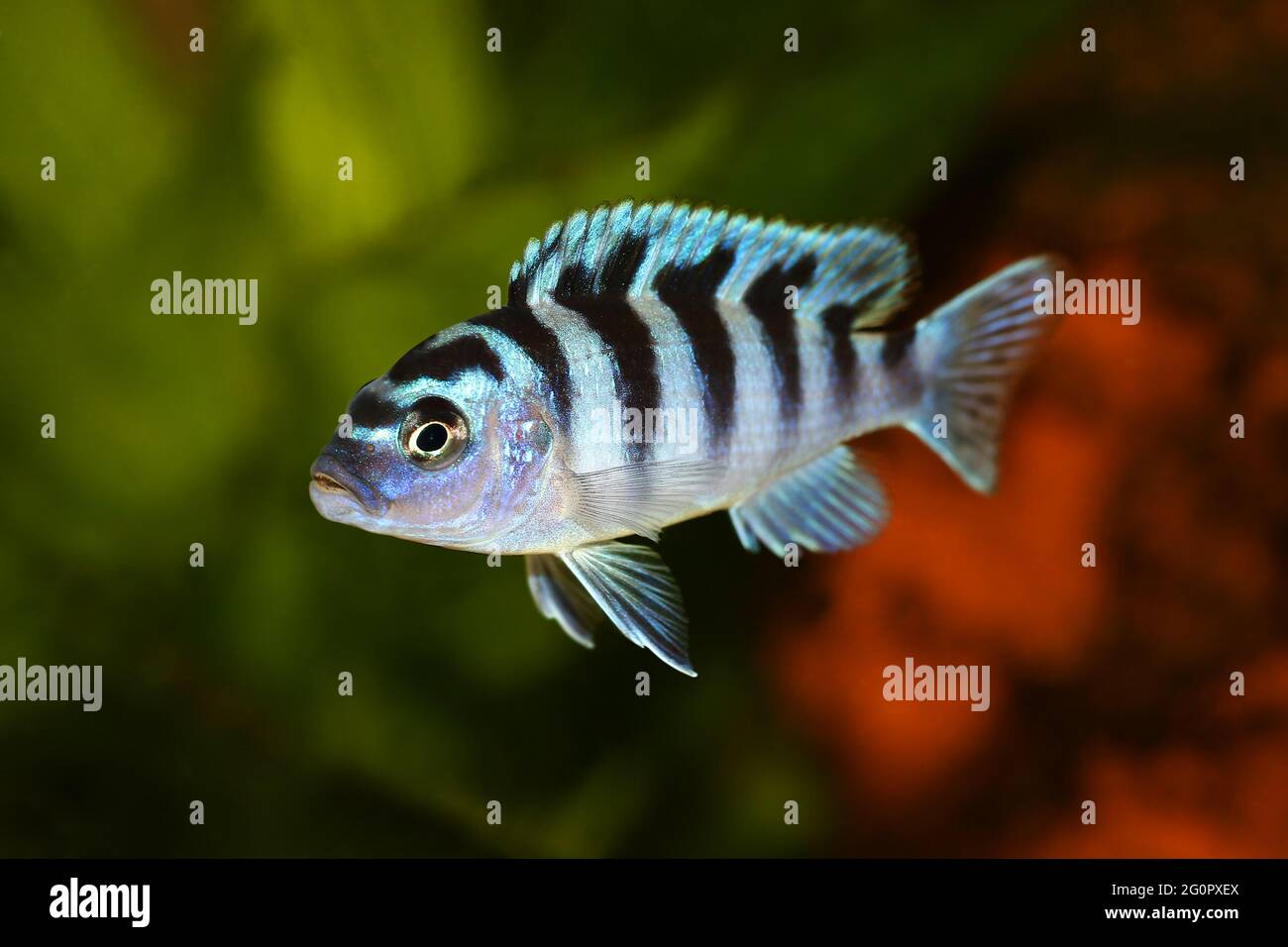 Kenyi or Kennyi cichlid Maylandia lombardoi aquarium fish Stock Photo ...