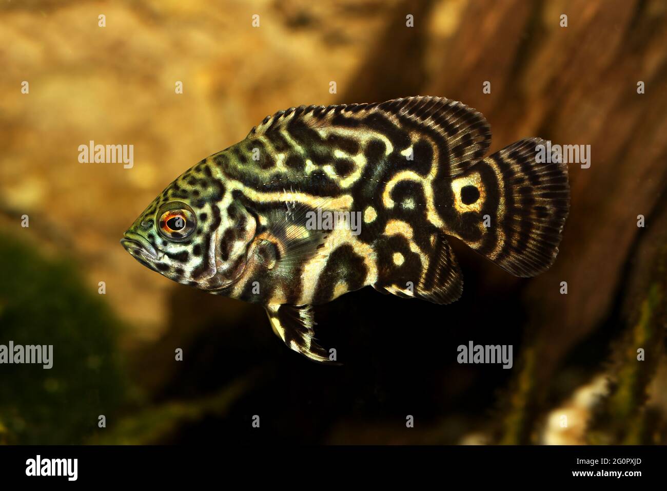 Tiger Oscar Cichlid Astronotus ocellatus aquarium fish Stock Photo - Alamy