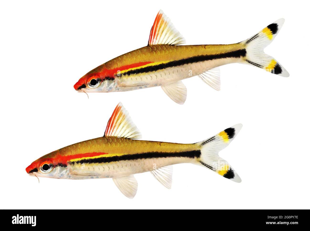 Aquarium fish Denison's barb Roseline Shark Sahyadria denisonii Stock ...