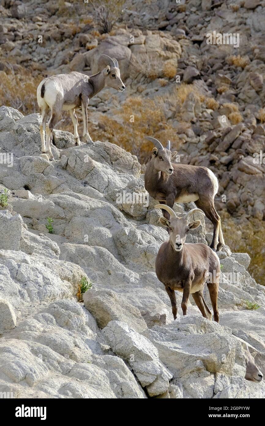 MOUNTAIN SHEEP, DESERT BIGHORNS, ANIMALS, DESERT WILDLIFE, MOUNTAIN ...