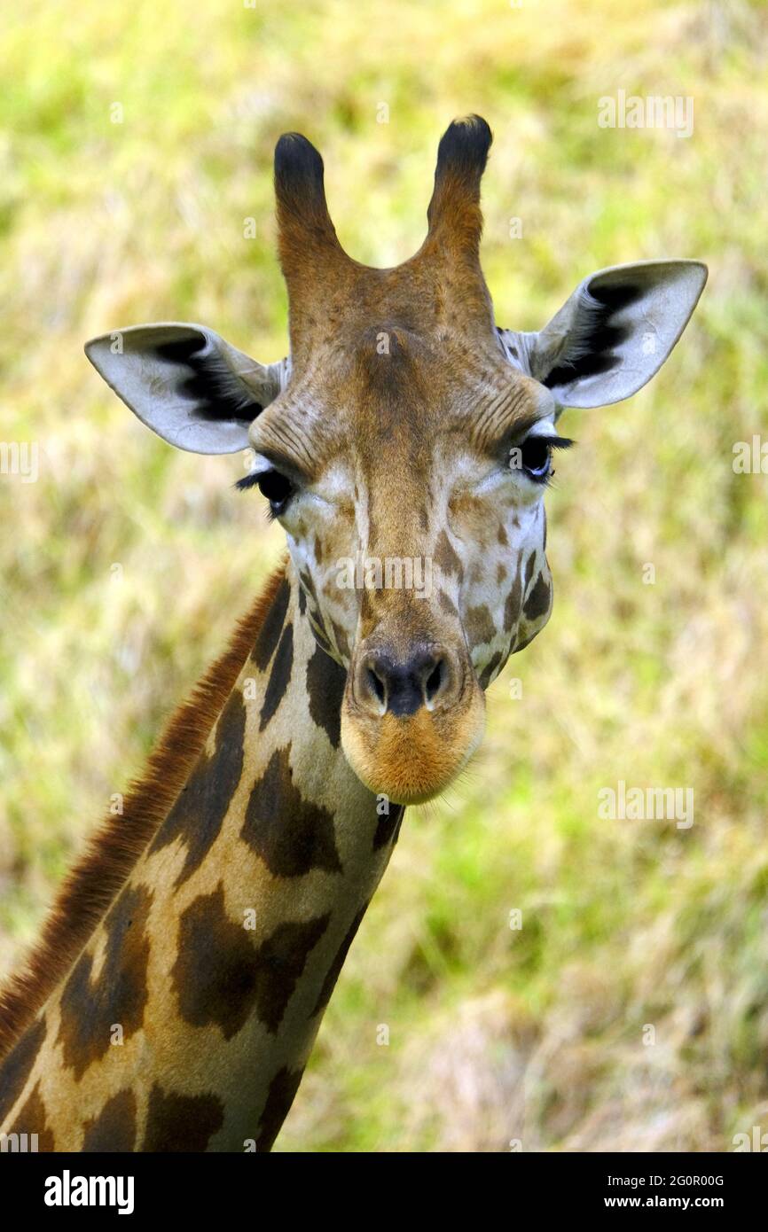 GIRAFFE, ANIMALS, AFRICA, ZOO Stock Photo - Alamy