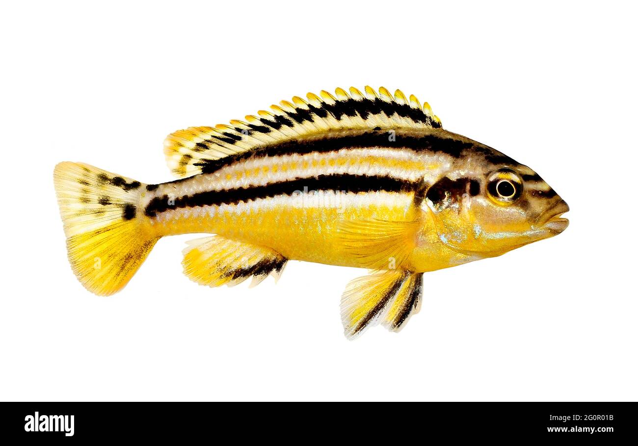 Auratus cichlid Melanochromis auratus golden mbuna aquarium fish ...