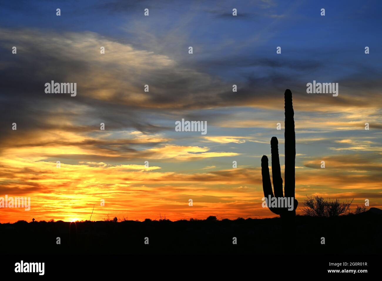 Saguaro cactus sunset hi-res stock photography and images - Alamy