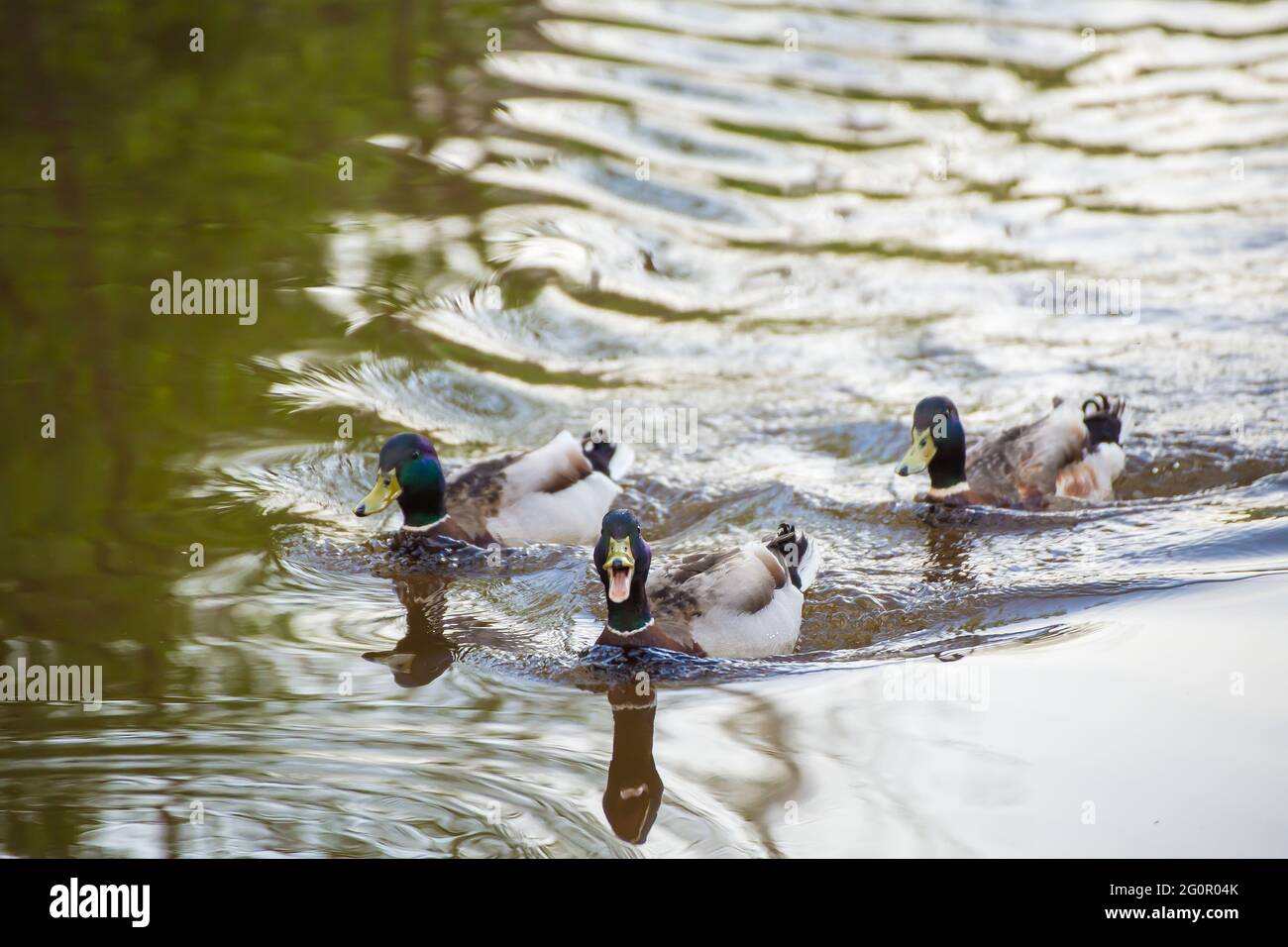 Wild ducks outdoors. Natural light and colors. Shallow depth of field ...