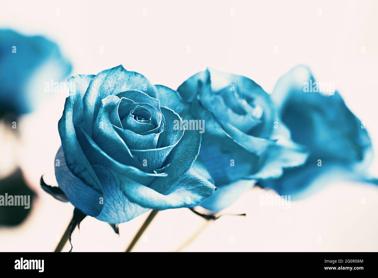 gorgeous blue rose on a light background Stock Photo - Alamy