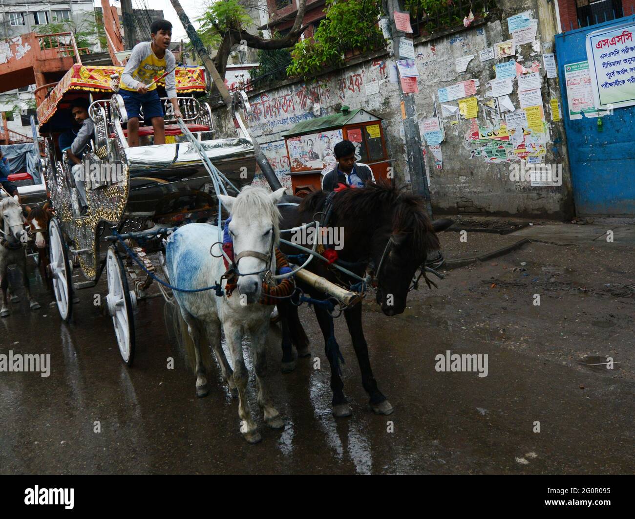 Horse of bangladesh hi-res stock photography and images - Alamy