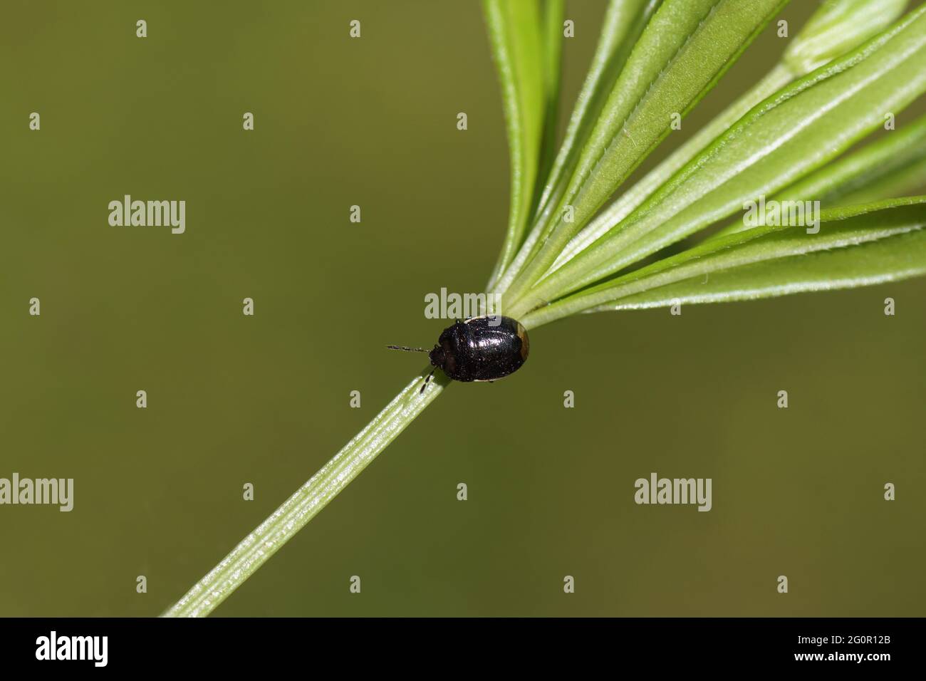 Small black bugs hi-res stock photography and images - Alamy