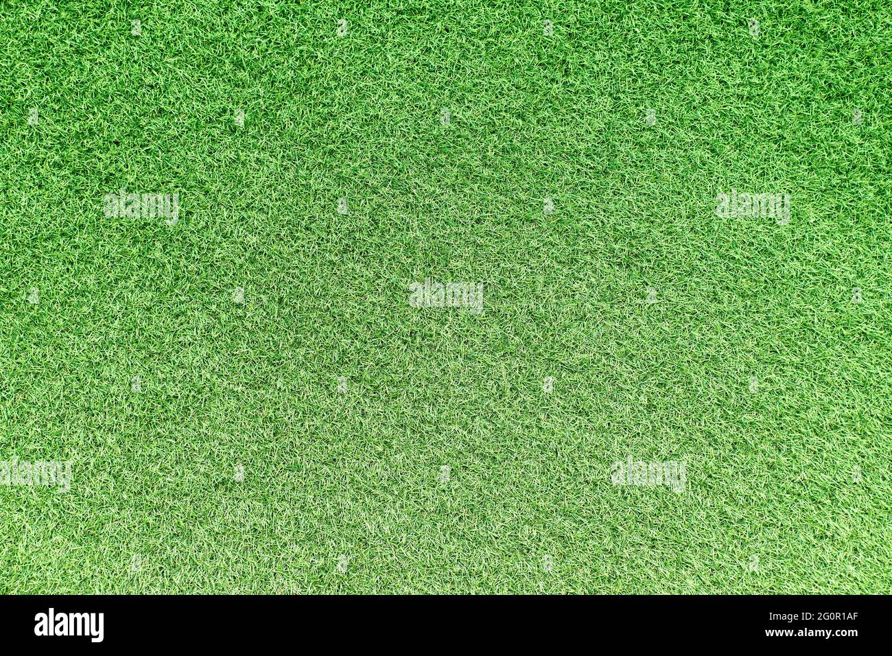 Golf Grass