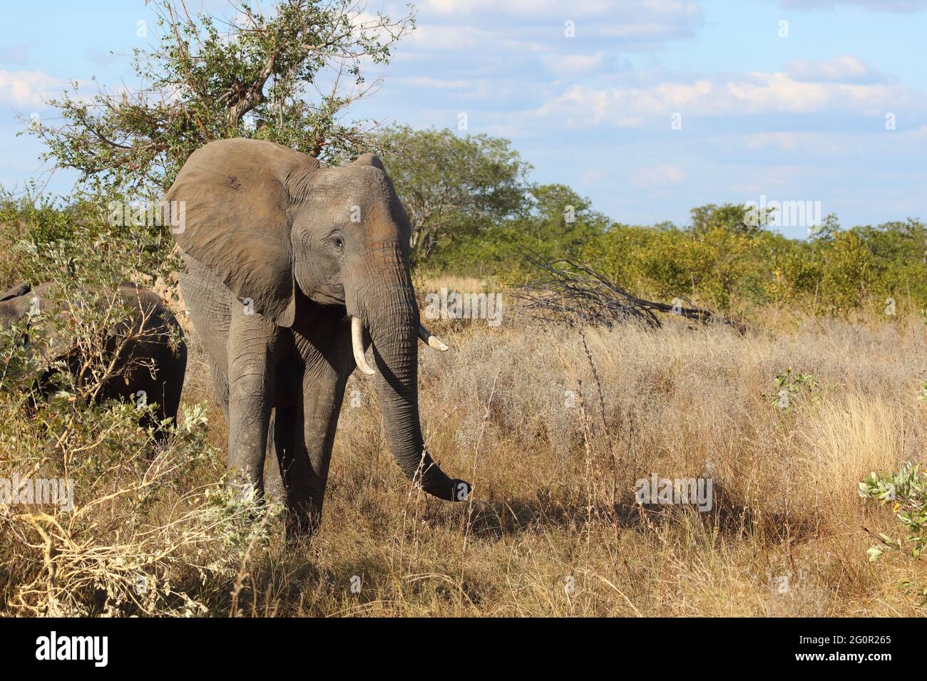 Afrikanischer Elefant / African elephant / Loxodonta africana Stock ...