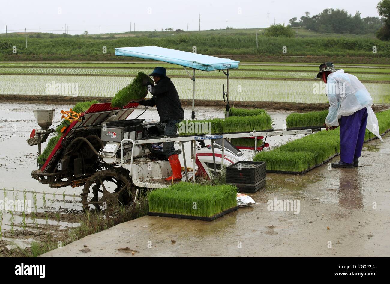03rd June, 2021. Rice planting Farmers load rice seedlings onto a ...