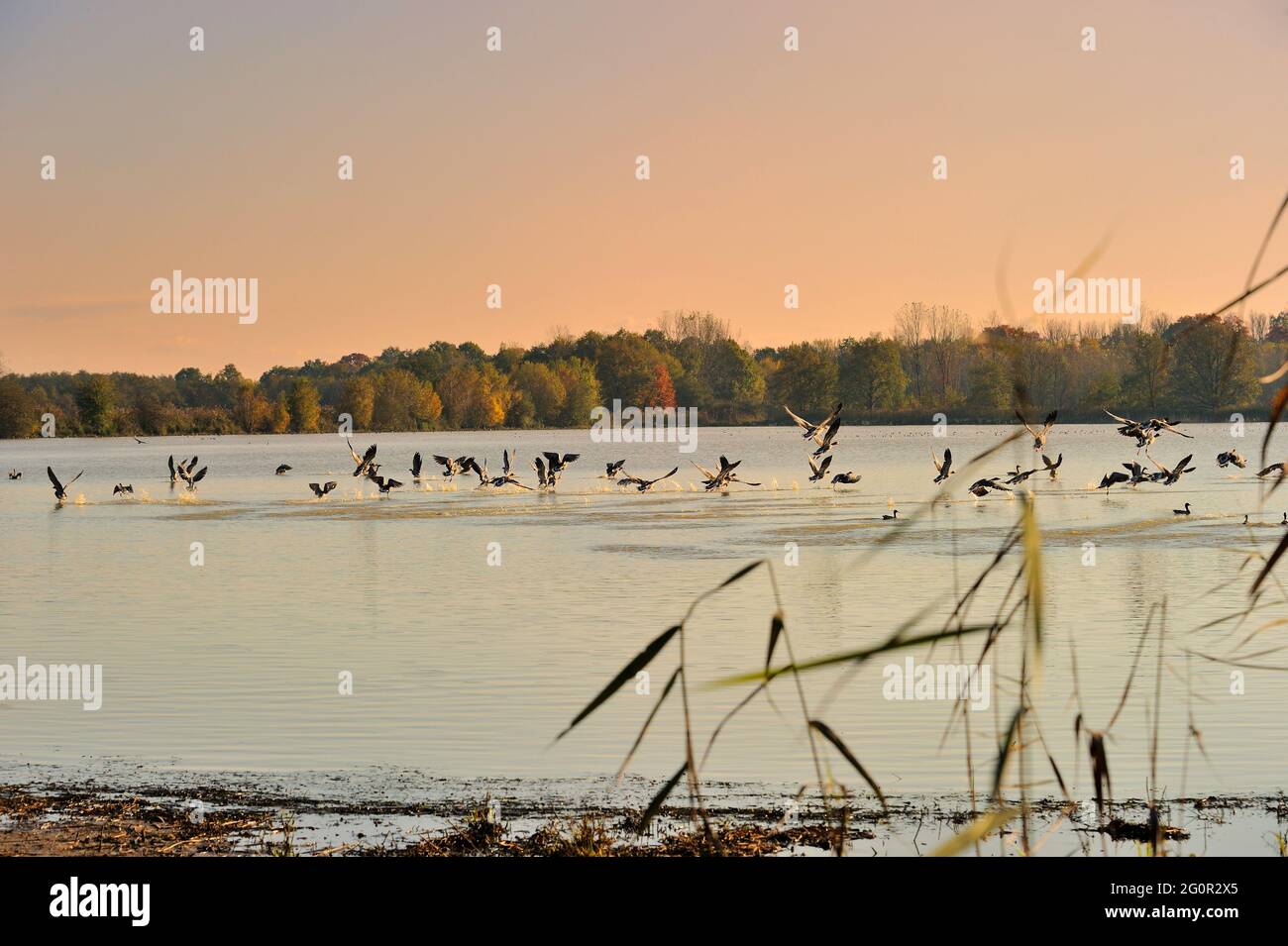 Dombes pond hi-res stock photography and images - Alamy