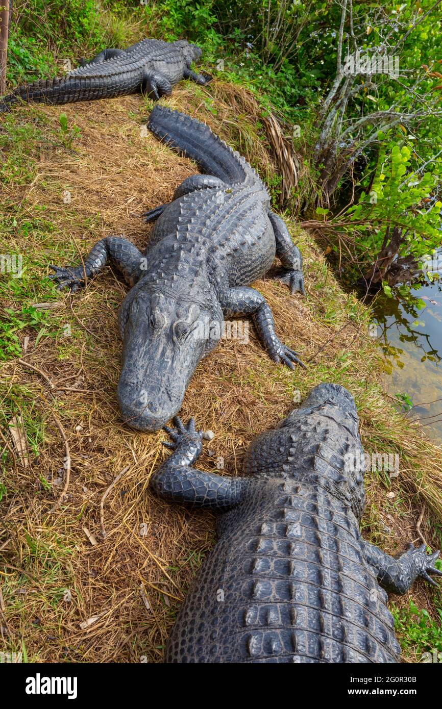 American Alligator Swimming in Everglades with colorful reflection in ...