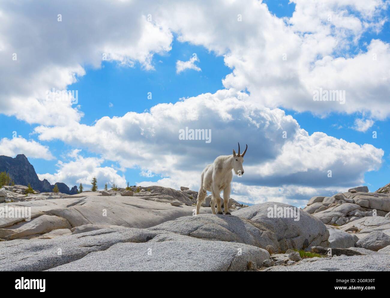 Wild Mountain Goat in Cascade mountains Stock Photo - Alamy