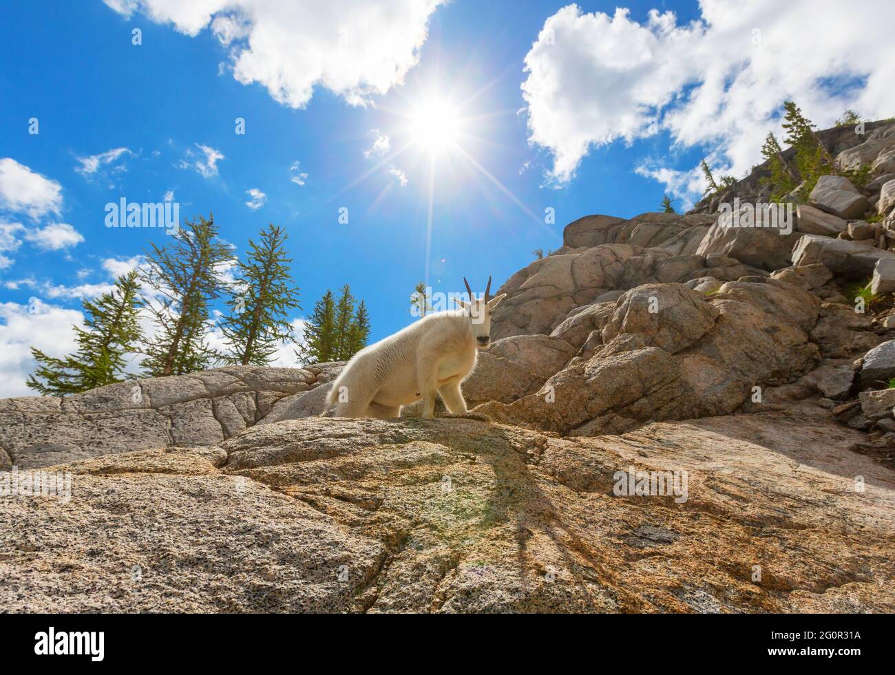 Wild Mountain Goat in Cascade mountains Stock Photo - Alamy