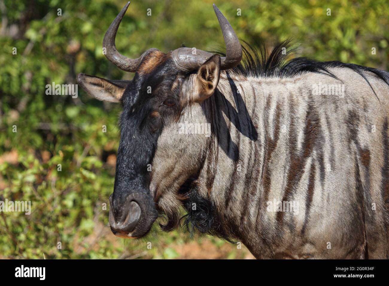 Streifengnu / Blue wildebeest / Connochaetes taurinus Stock Photo - Alamy