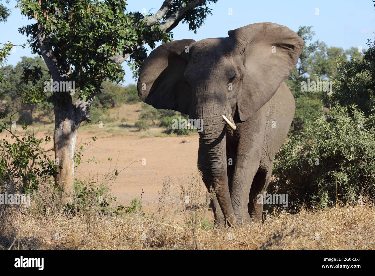 Afrikanischer Elefant / African elephant / Loxodonta africana Stock ...