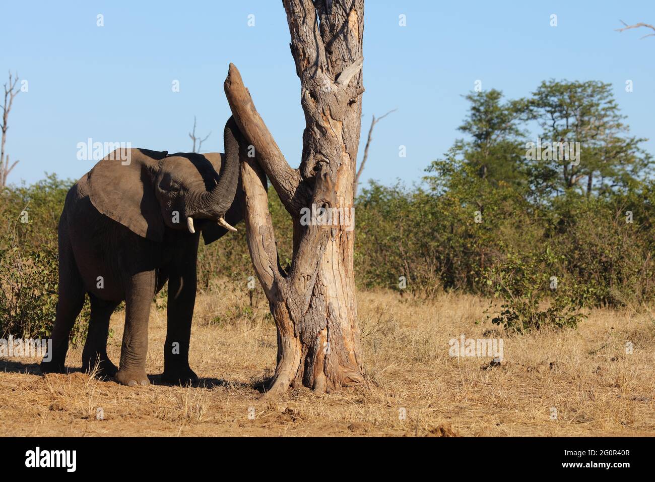 Afrikanischer Elefant / African elephant / Loxodonta africana Stock ...