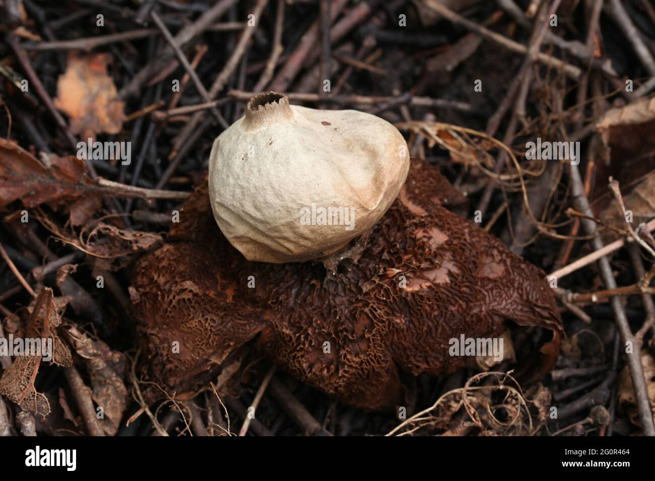 Geastrum triplex, also called Geastrum michelianum, commonly known as ...