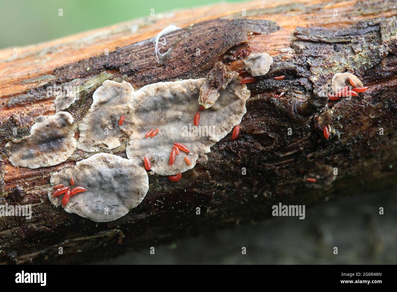 Thrips of the order Thysanoptera, nymphs feeding on crust fungus on ...