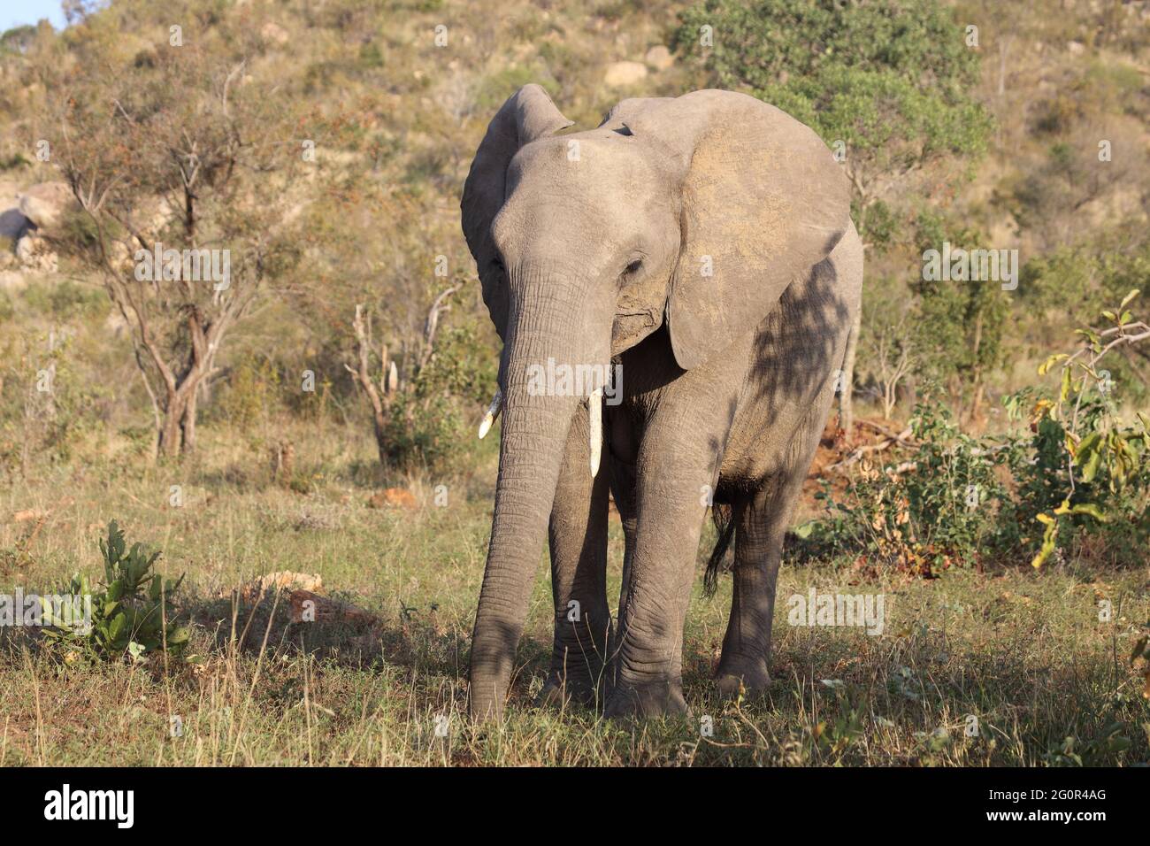 Afrikanischer Elefant / African elephant / Loxodonta africana Stock ...