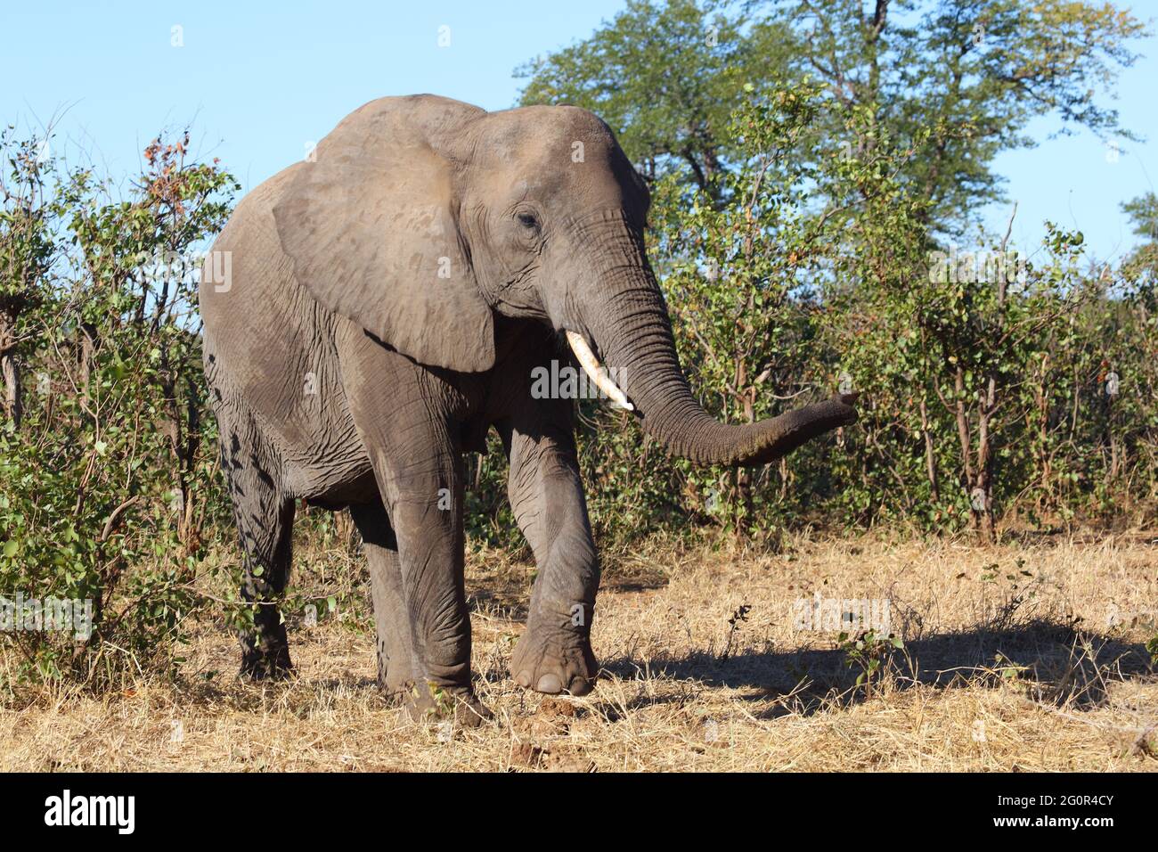 Afrikanischer Elefant / African elephant / Loxodonta africana Stock ...
