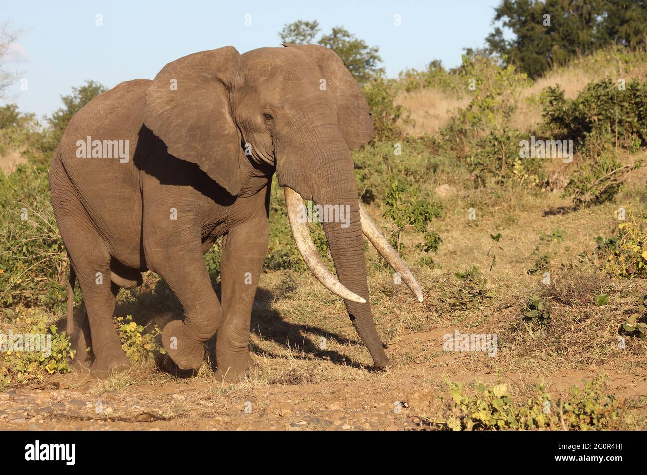 Afrikanischer Elefant / African elephant / Loxodonta africana Stock ...