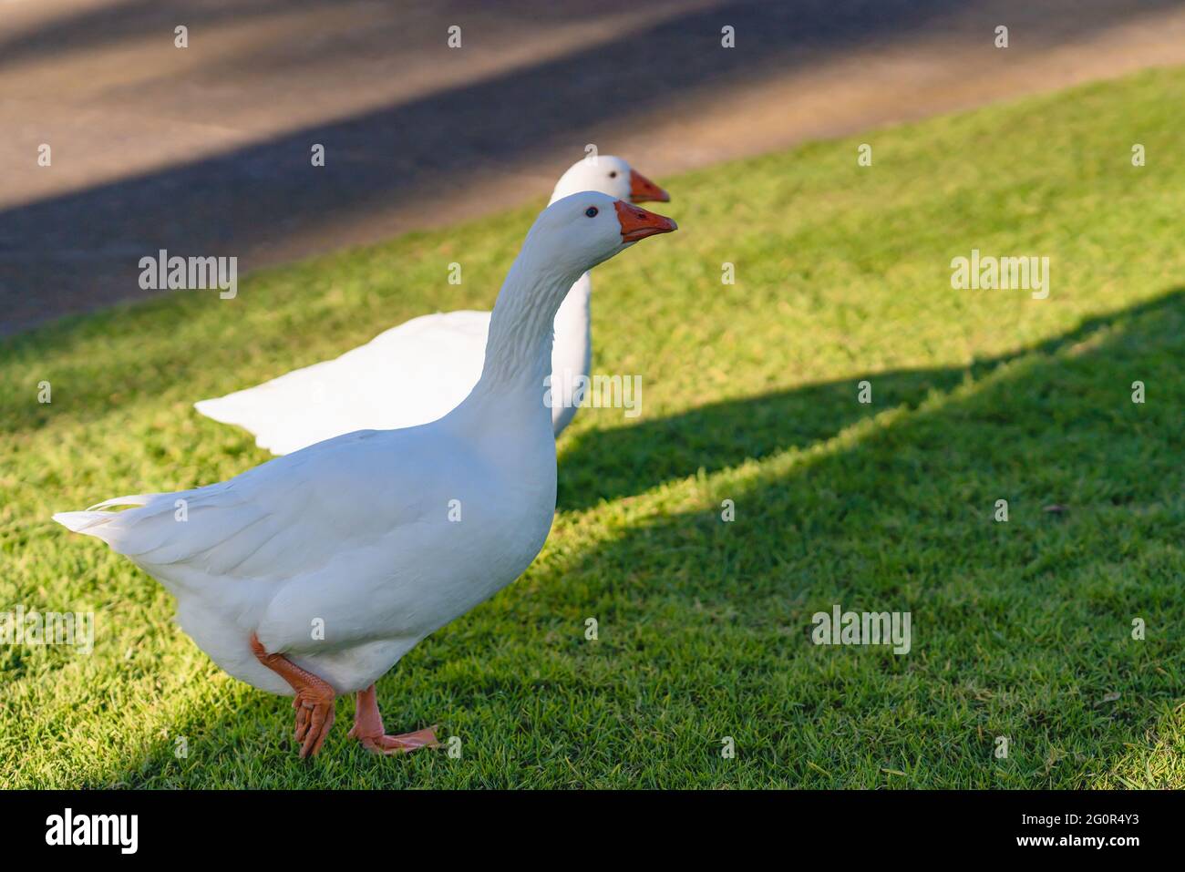 White goose on autumn grass hi-res stock photography and images - Alamy