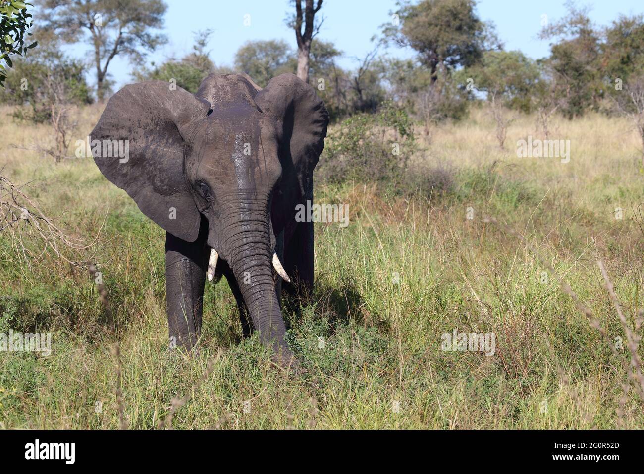 Afrikanischer Elefant / African elephant / Loxodonta africana Stock ...