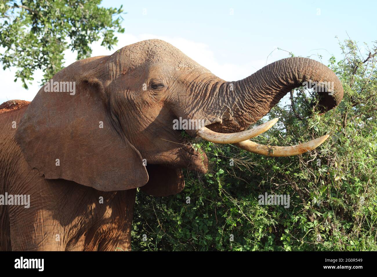 Afrikanischer Elefant / African elephant / Loxodonta africana Stock ...