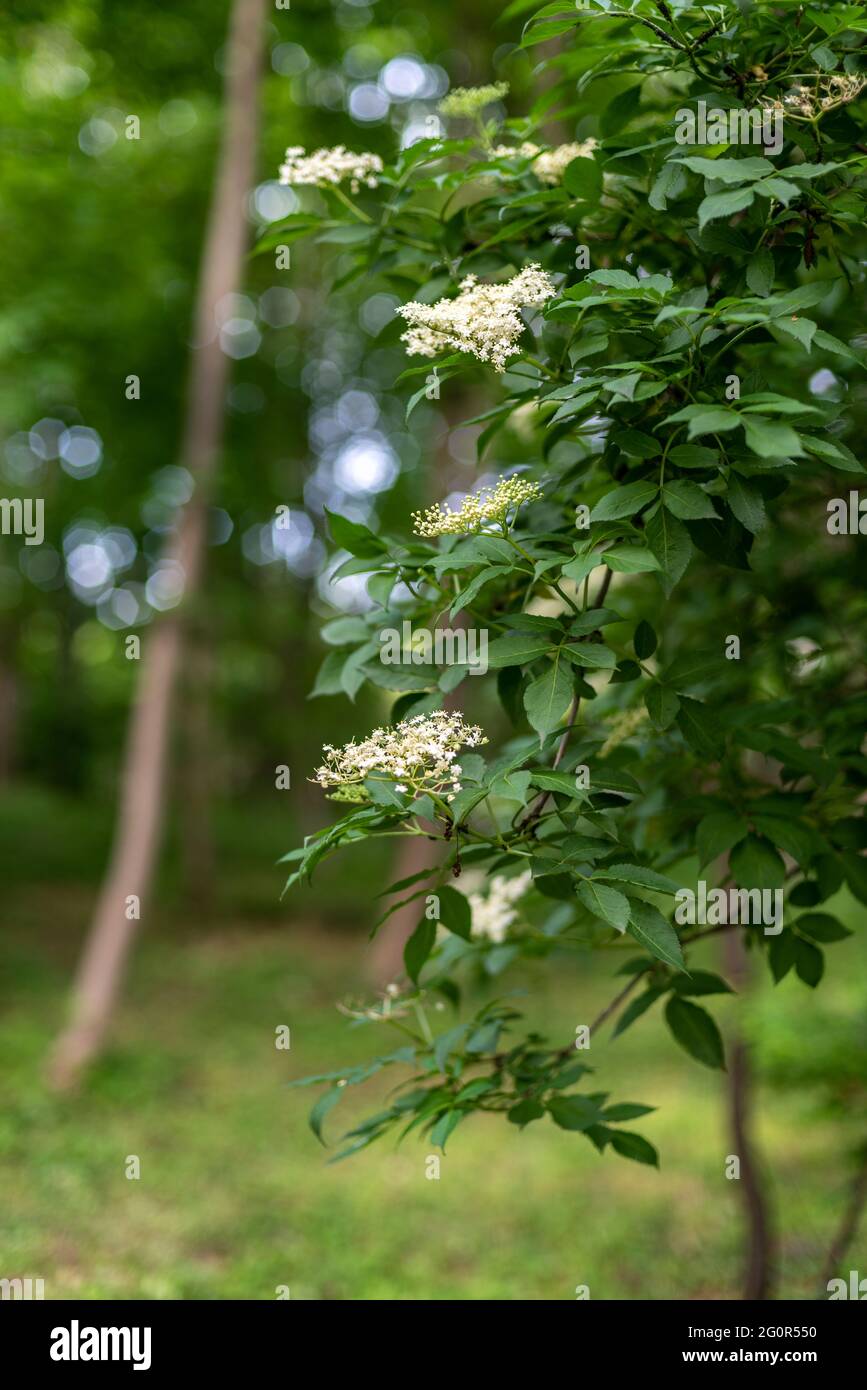 Selective focus of common bird cherry plant on the forest against a ...