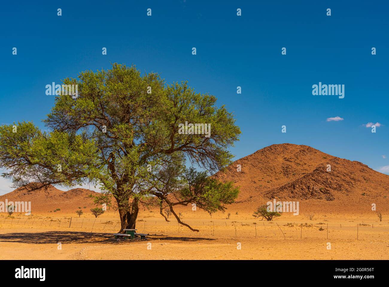 Panorama from Namib Desert landscape with large a big green tree and a ...